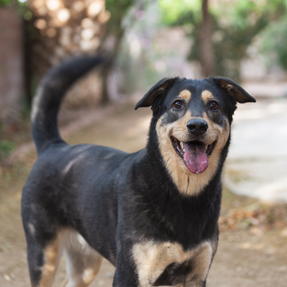 What's That Wag Mean? Understanding Dog Body Language